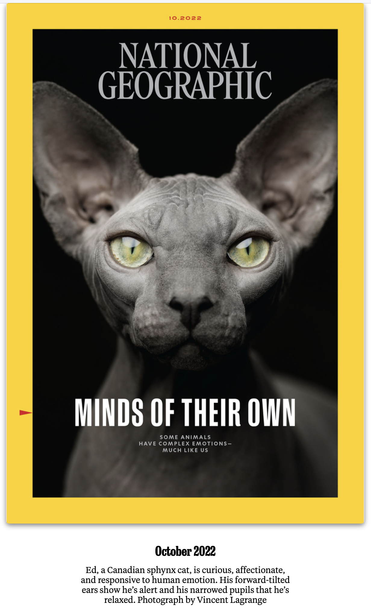 Friday Catblogging: National Geographic‘s October Cover | FREE WHITEWATER