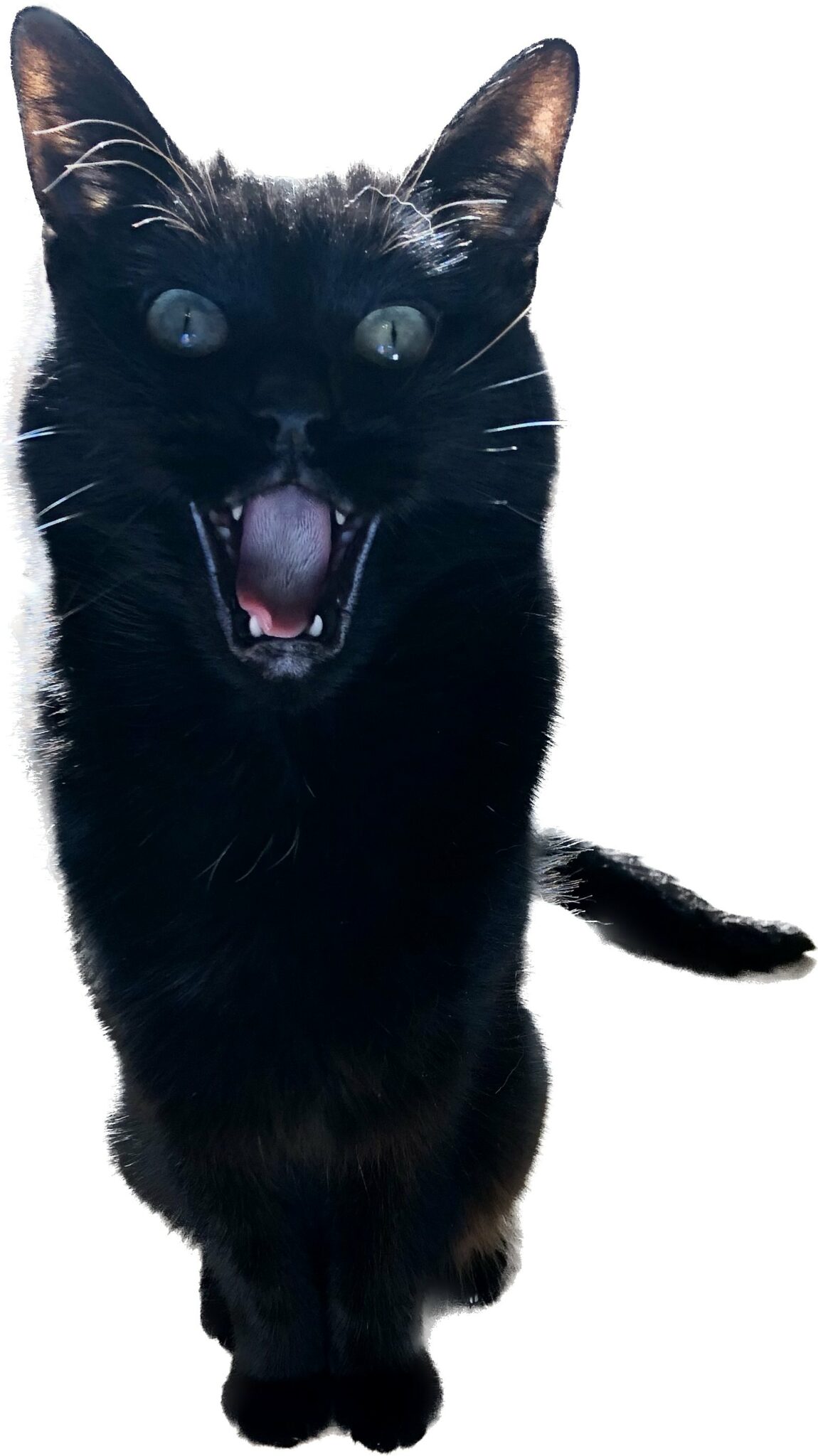 Friday Catblogging: The Legend of the U.S. Capitol’s Demon Cat | FREE ...